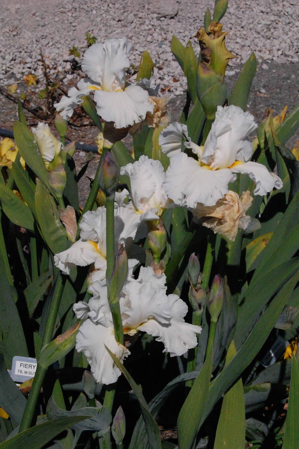 Sunday trip to Nola's Iris Garden in the Irises forum - Garden.org
