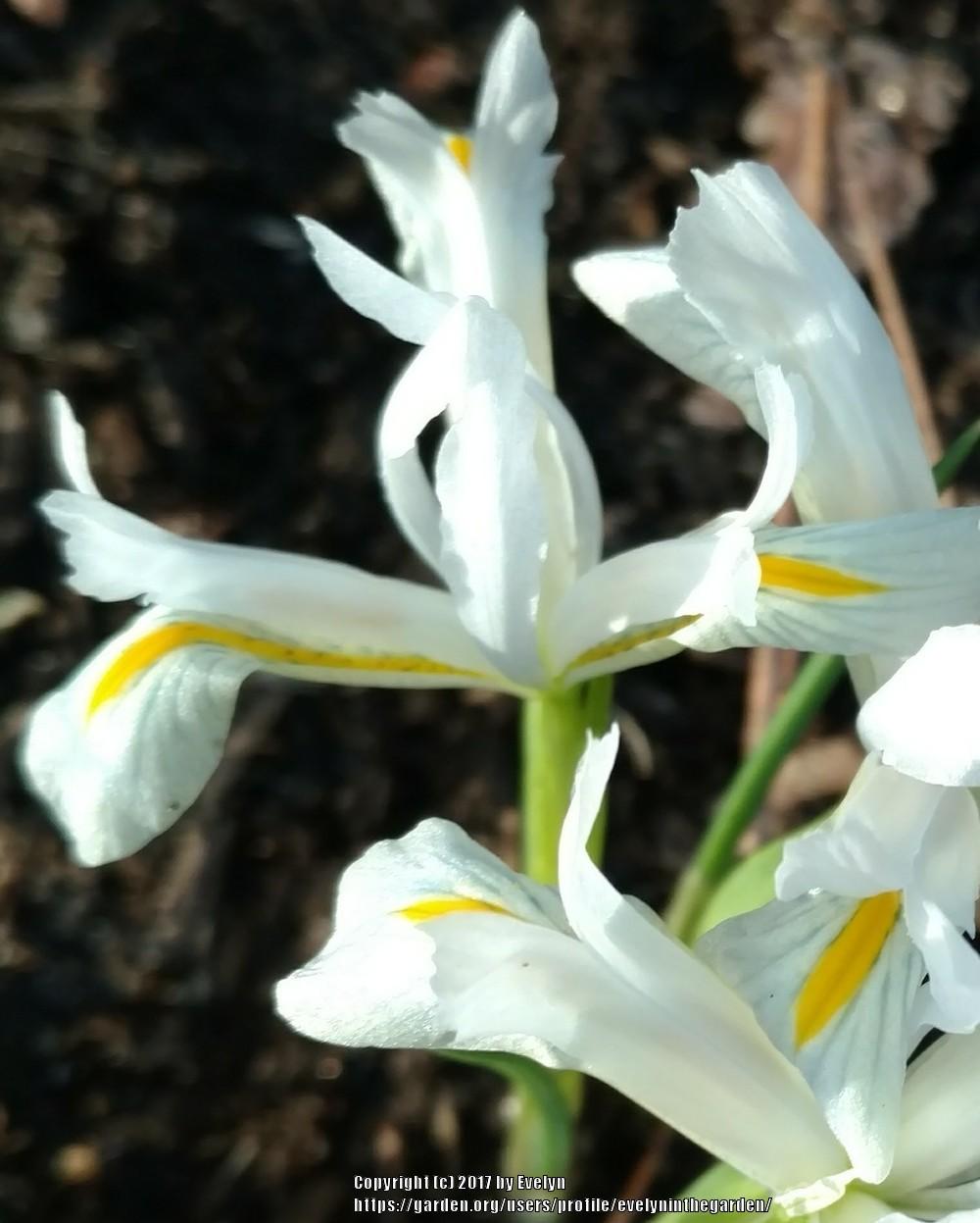 Reticulated Iris (Iris reticulata 'Natascha') in the Irises Database - Garden.org