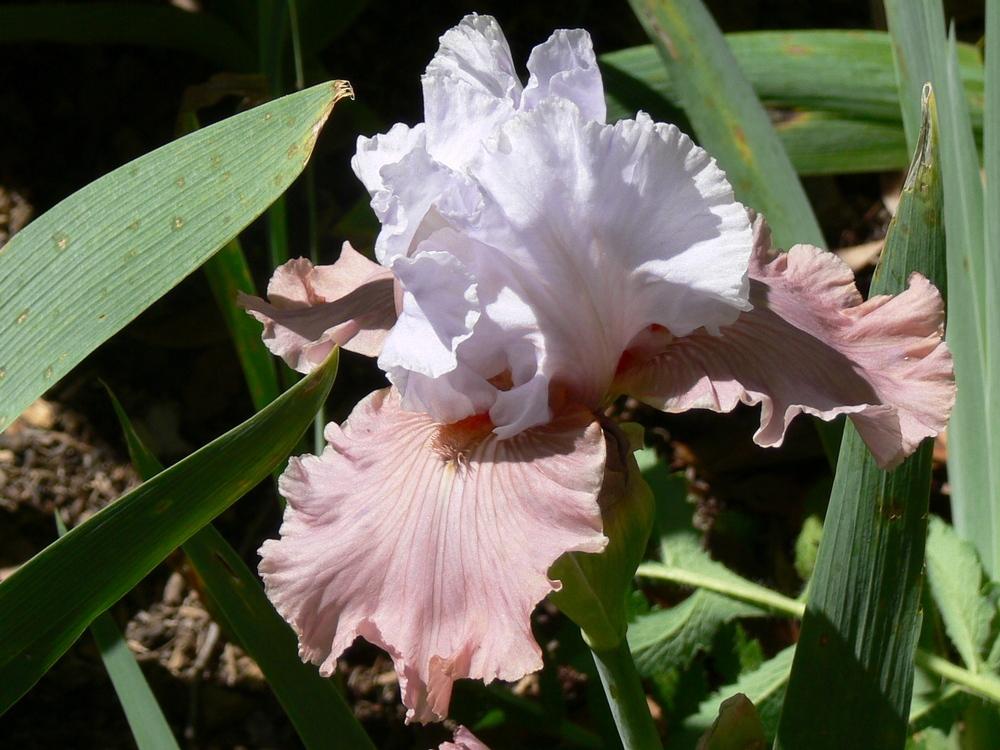 Border Bearded Iris (Iris 'I'm Dreaming') in the Irises Database ...