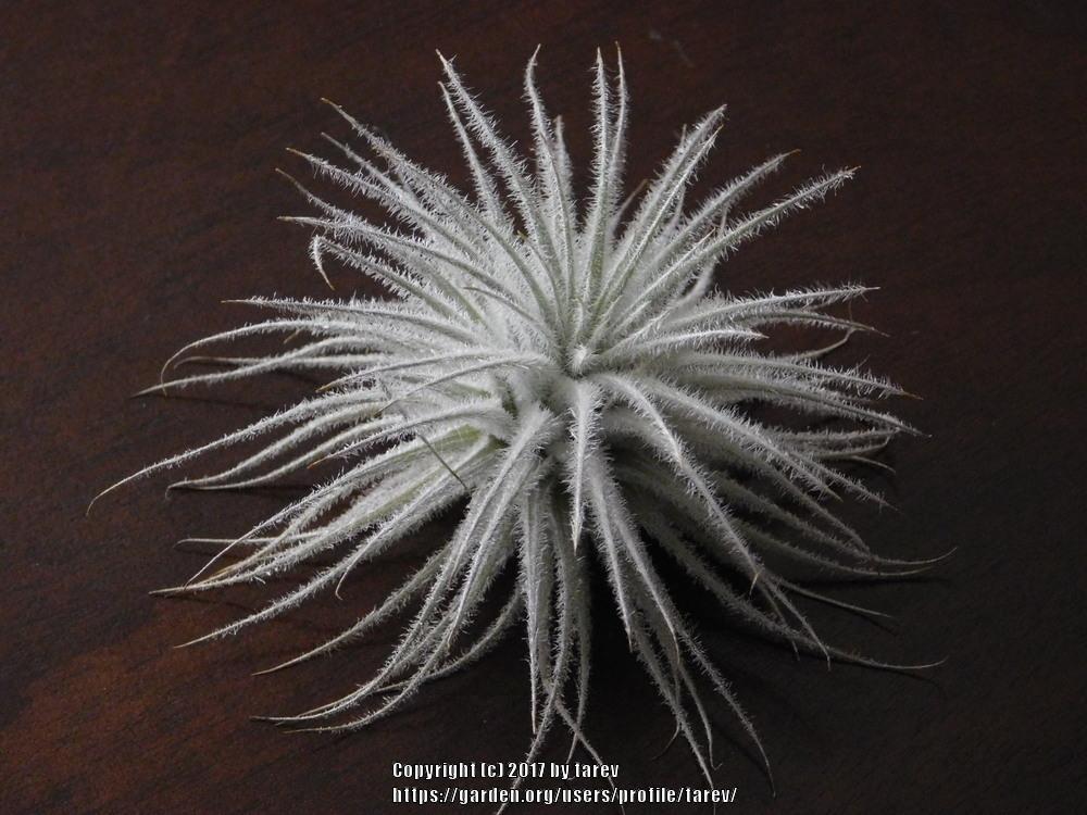 Air Plant (Tillandsia tectorum) in the Air Plants Database - Garden.org