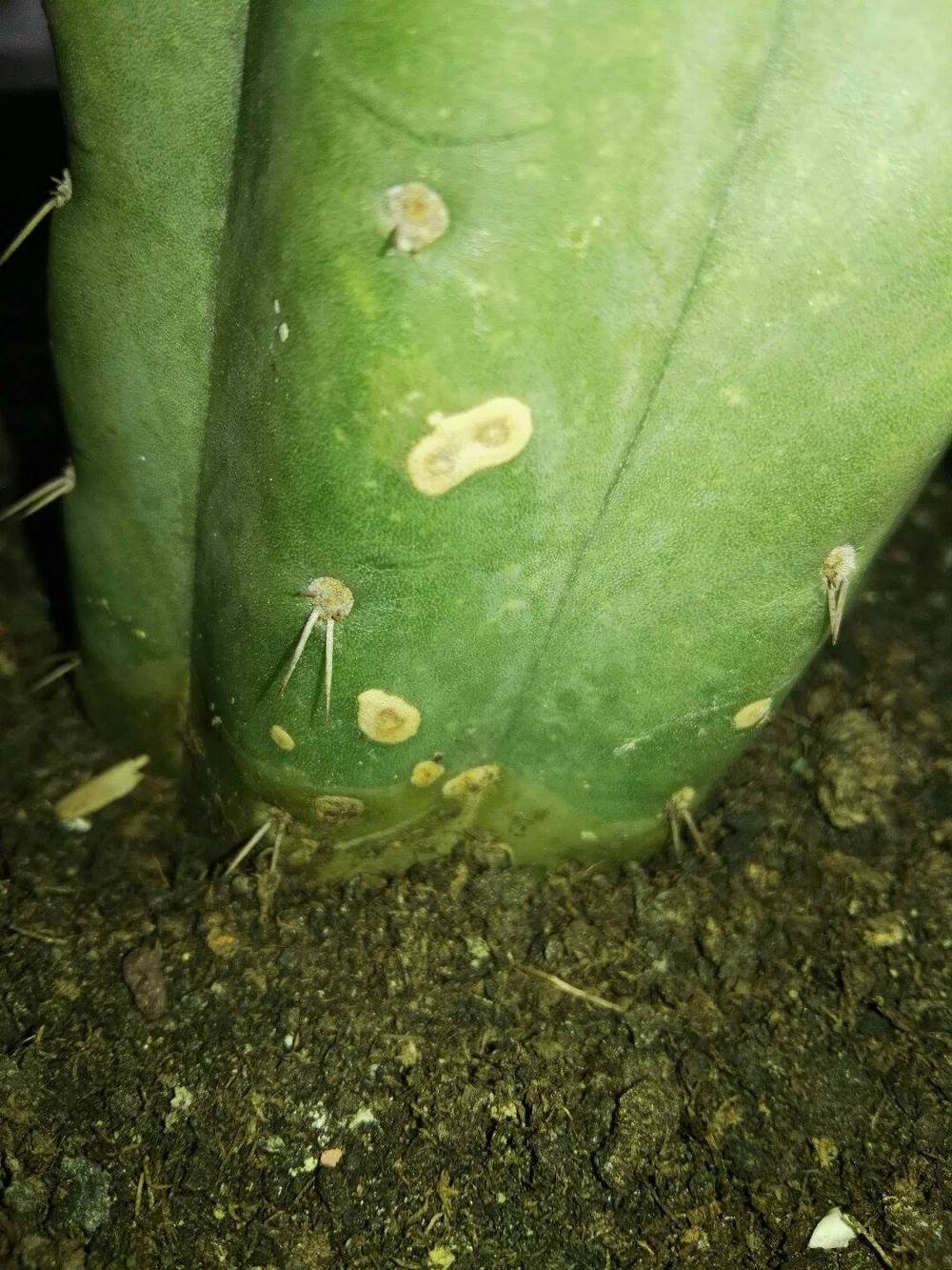 [Newbie] [San Pedro] Skin Problems after Cutting in the Cactus and ...