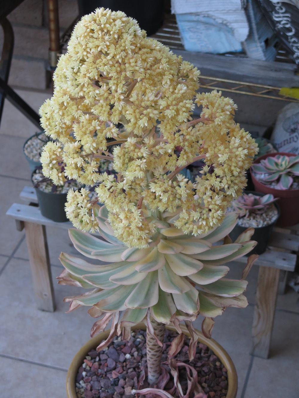 Aeoniums: Plant Care and Collection of Varieties - Garden.org