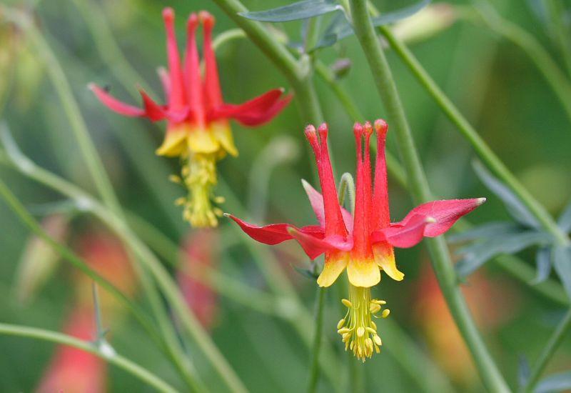 Columbines: Plant Care and Collection of Varieties - Garden.org