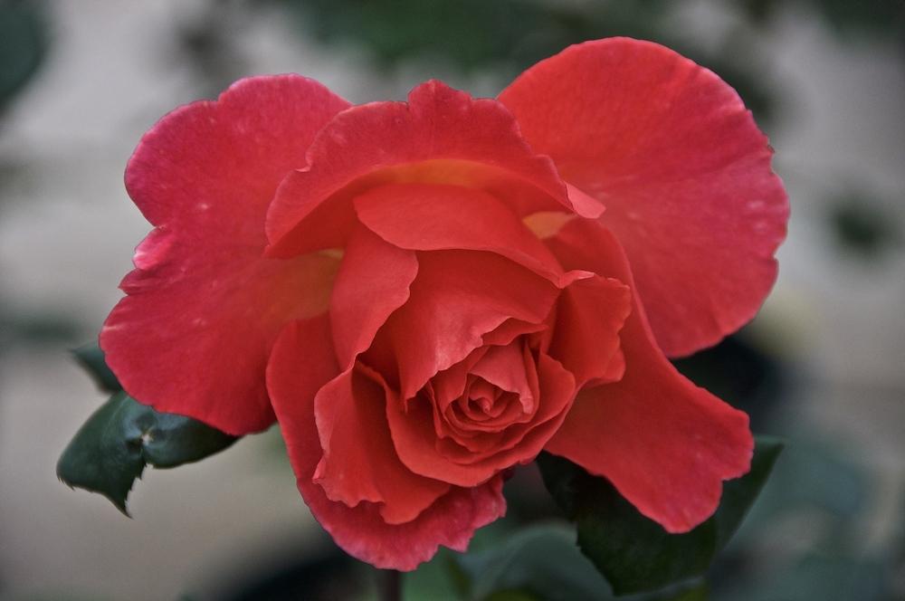 Rose (Rosa 'Sedona') in the Roses Database - Garden.org