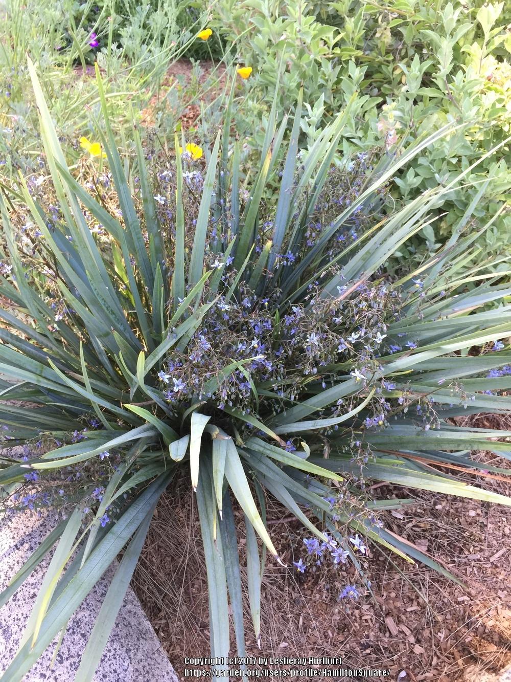 Photo of the entire plant of Flax Lily (Dianella caerulea Cassa Blue ...