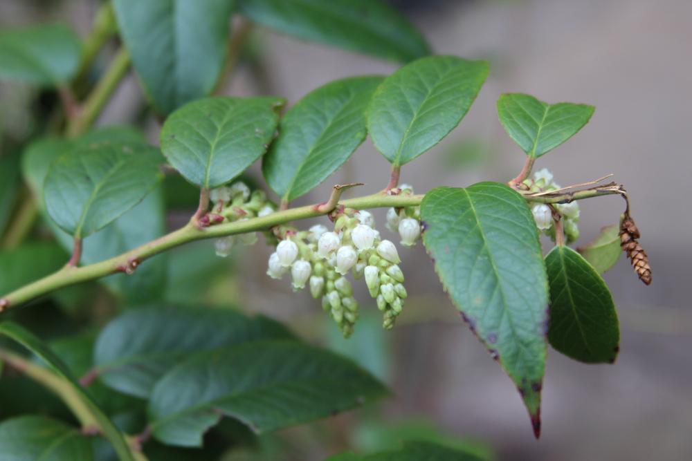 Photo of the closeup of buds, sepals and receptacles of Highland ...