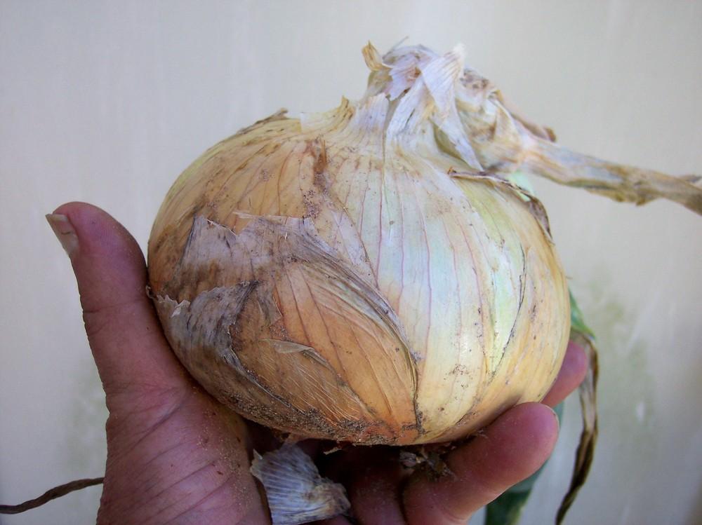 Onion (Allium cepa 'DP Sweet') in the Onions Database - Garden.org