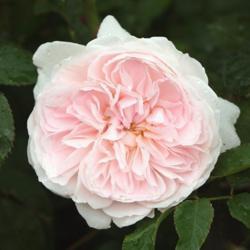 Rose (Rosa 'Tranquility') in the Roses Database - Garden.org