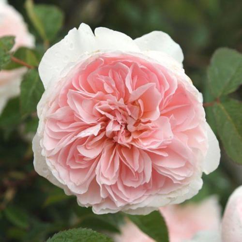 Rose (Rosa 'Tranquility') in the Roses Database - Garden.org