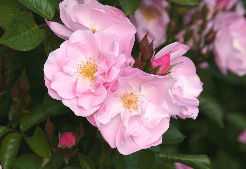 Photo of the bloom of Rose (Rosa 'Kateryna') posted by DianeSeeds ...