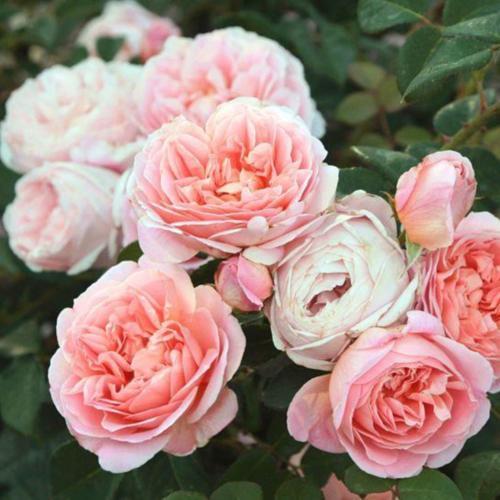 Rose (Rosa 'April Love') in the Roses Database - Garden.org