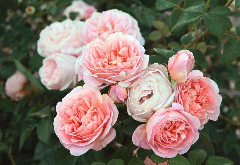 Rose (Rosa 'April Love') in the Roses Database - Garden.org