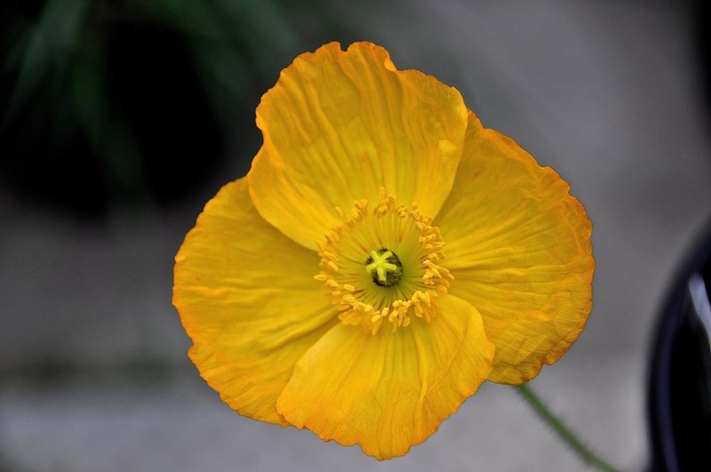 Poppy (Papaver nudicaule 'Pulcinella Yellow') in the Poppies Database ...