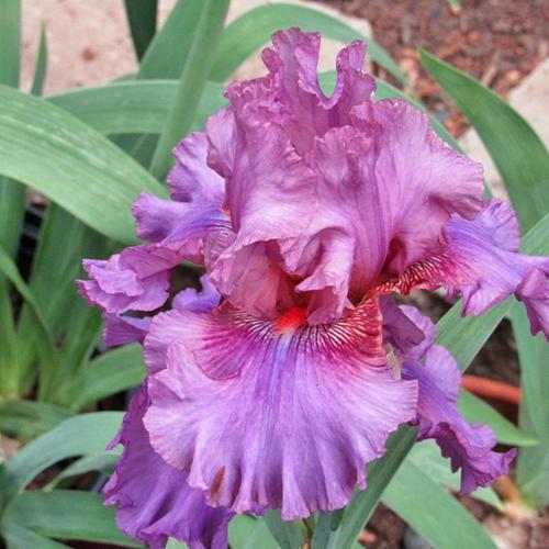 Tall Bearded Iris (Iris 'Ruby Haze') in the Irises Database - Garden.org