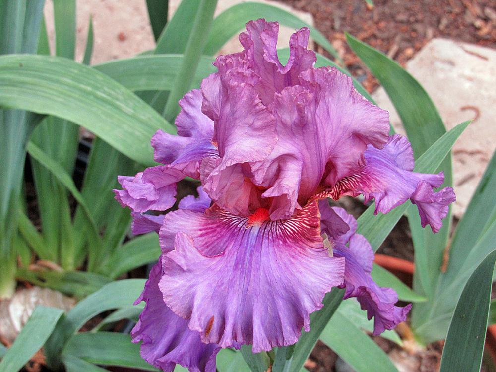 Tall Bearded Iris (Iris 'Ruby Haze') in the Irises Database - Garden.org