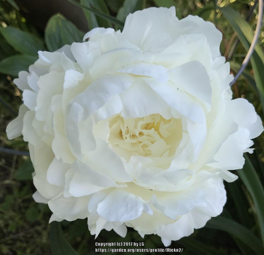 Peony (Paeonia 'Ivory Victory') in the Peonies Database - Garden.org