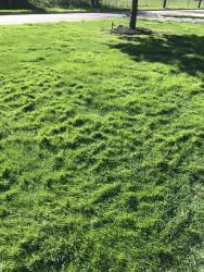 Clumpy lawn in the Ask a Question forum - Garden.org