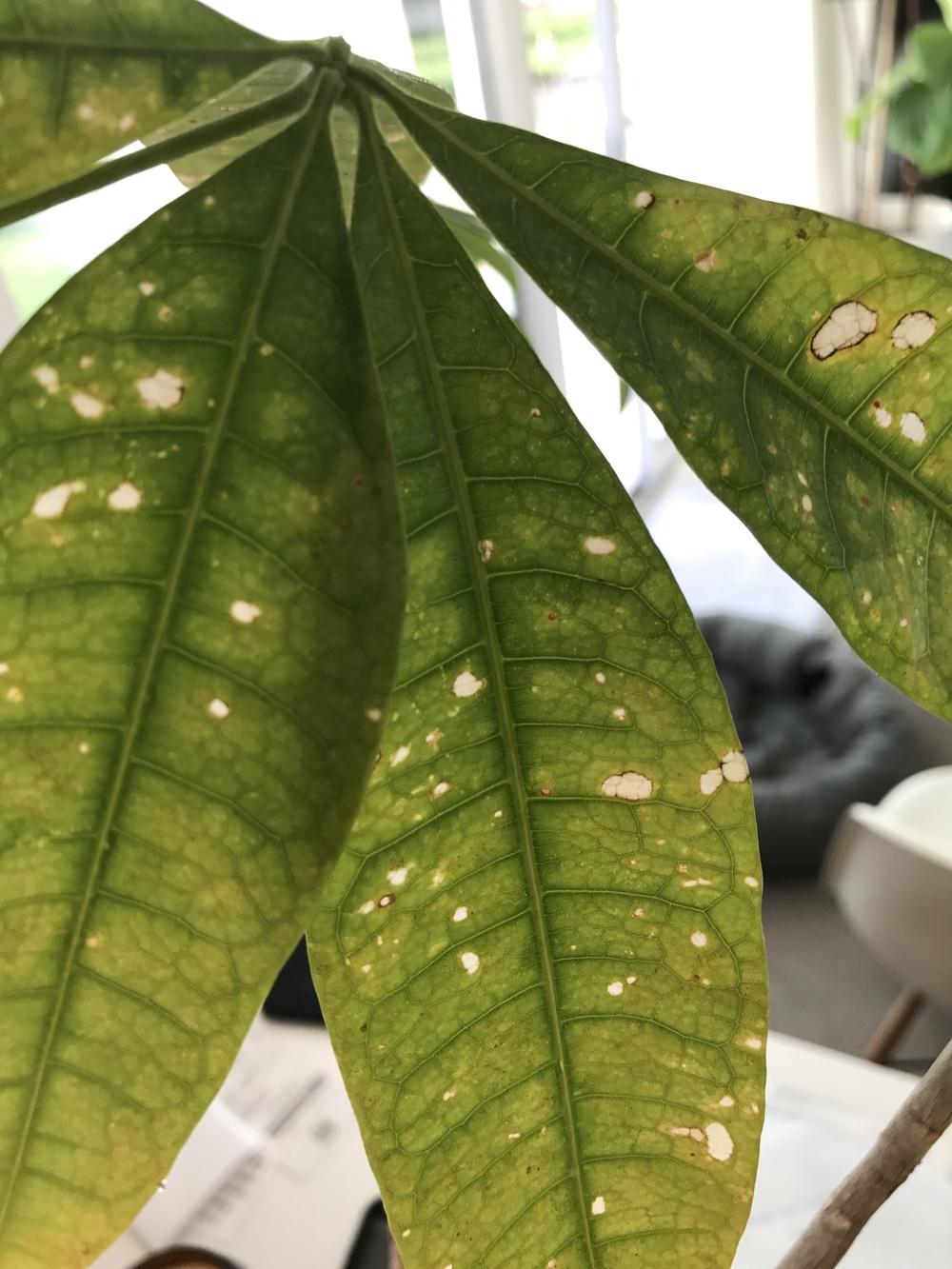 Japanese Money Tree....i think in the Ask a Question forum - Garden.org