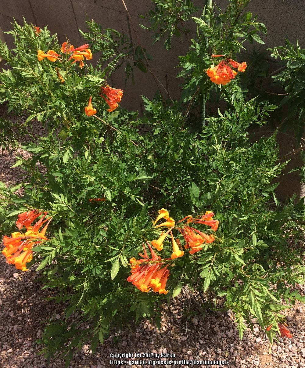 Photo of the entire plant of Orange Esperanza (Tecoma 'Orange Jubilee ...
