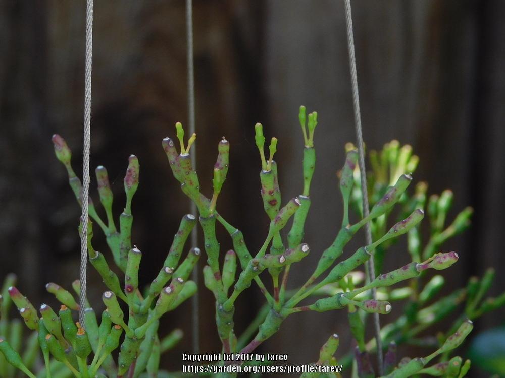 Dancing Bones Cactus in the Ask a Question forum - Garden.org