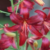 Lily (Lilium 'Red Velvet') in the Lilies Database - Garden.org