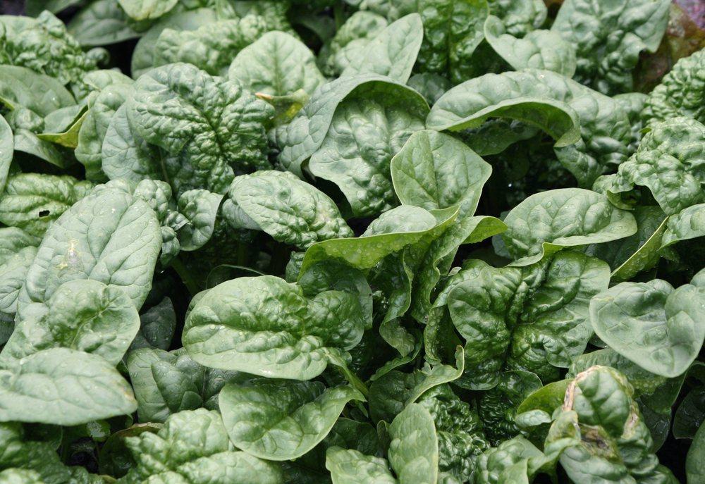 Spinaches: Plant Care and Collection of Varieties - Garden.org