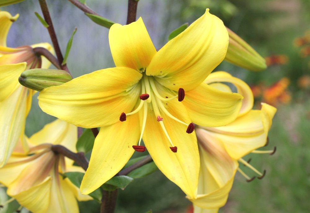 Photo of the bloom of Lily (Lilium 'Yellow Whoppers') posted by ...