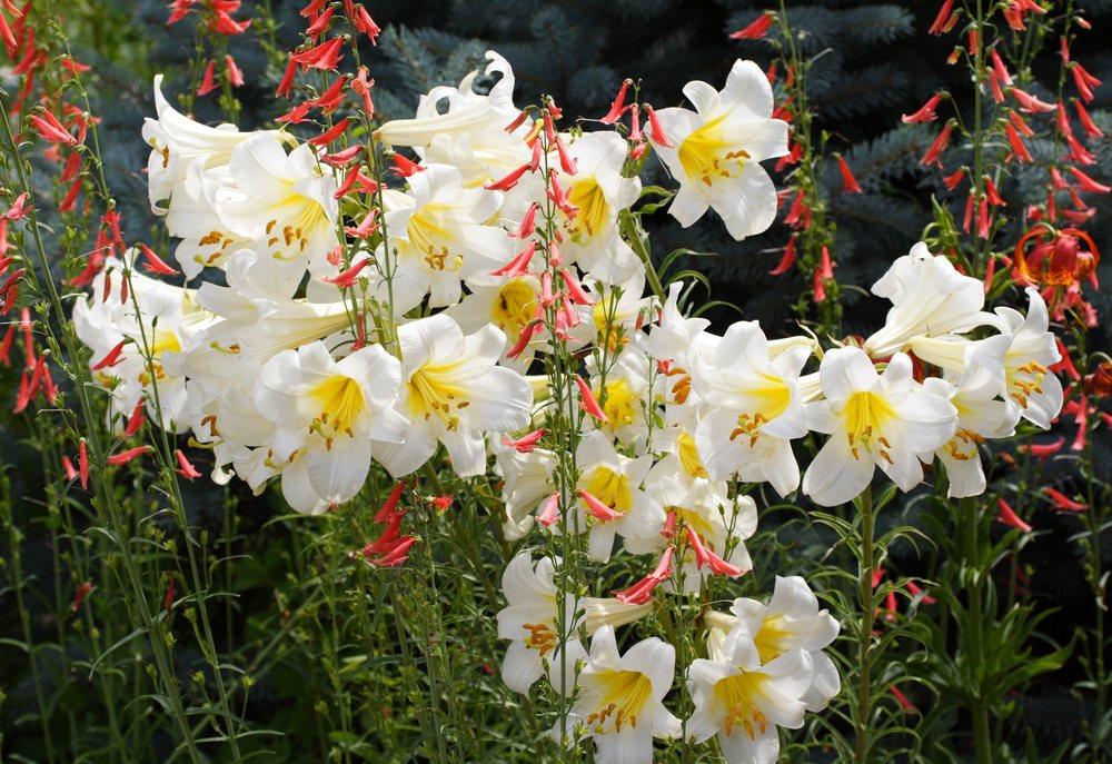 Photo of the entire plant of Lily (Lilium regale 'Album') posted by ...