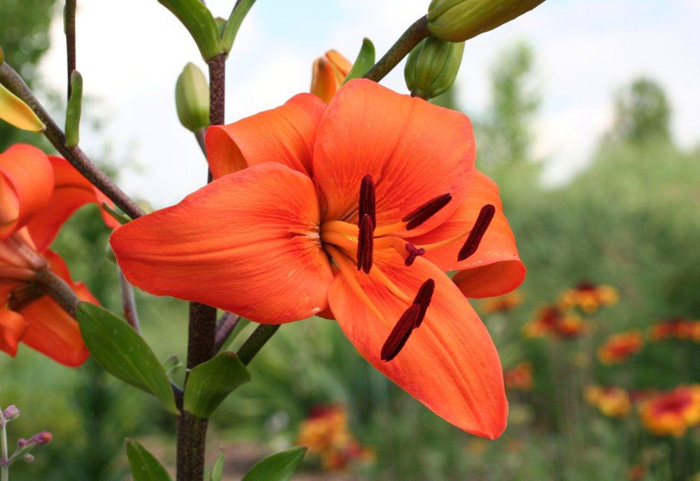 Photo of the bloom of Lily (Lilium 'Liberty Hyde Bailey') posted by ...