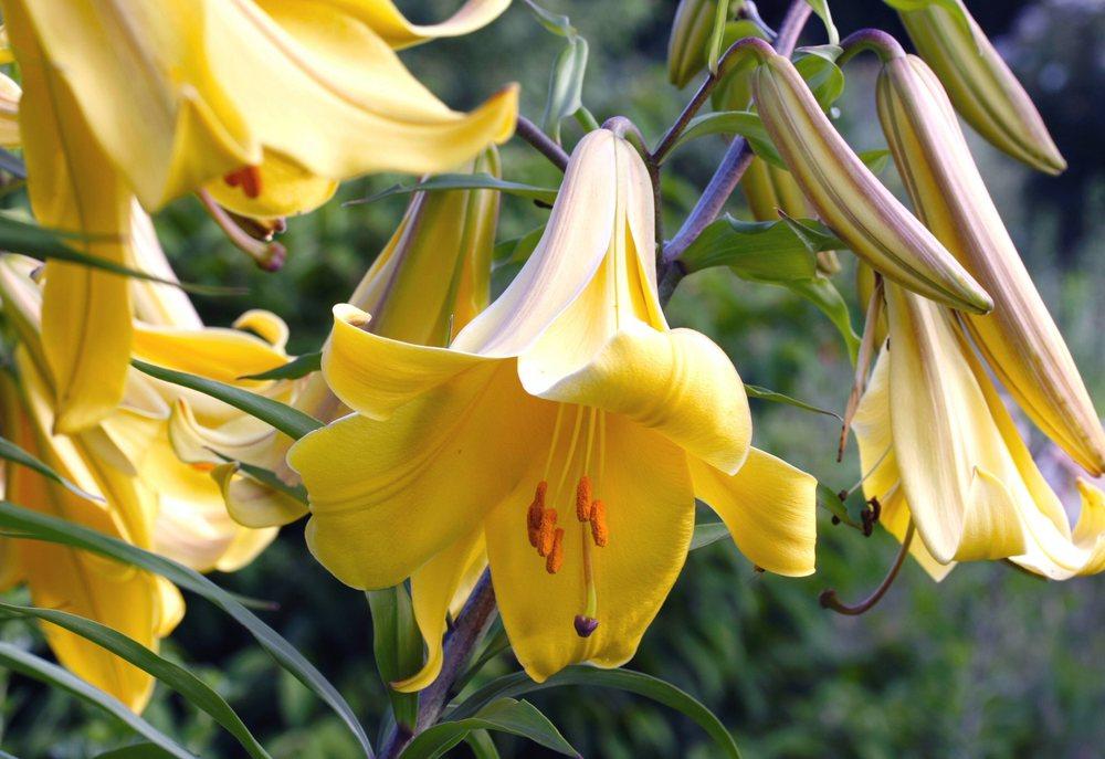Photo of the bloom of Lily (Lilium Golden Splendor) posted by ...
