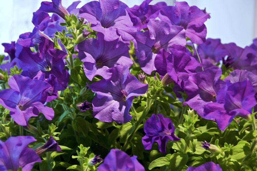 Petunia Surfinia® Trailing Heavenly Blue in the Petunias Database ...