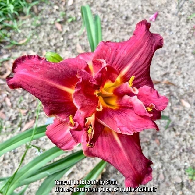 Photo of the bloom of Daylily (Hemerocallis 'Double Cranberry Ruffles') posted by GaNinFl ...
