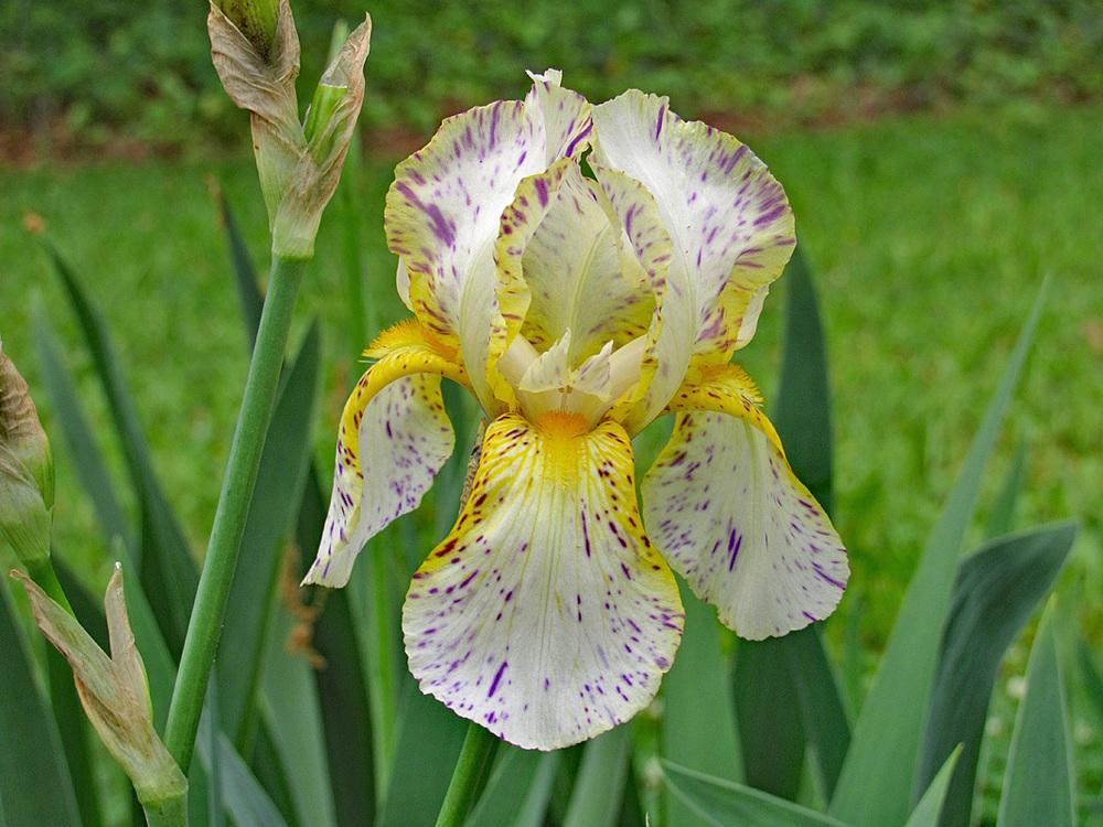 Irises: Plant Care and Collection of Varieties - Garden.org