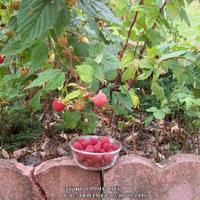 Photo of the fruit of American Red Raspberry (Rubus idaeus subsp ...