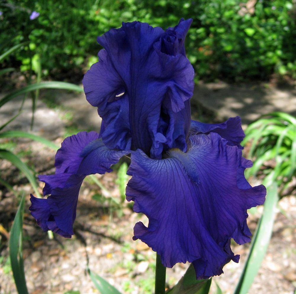 Your best photo tips for taking good iris pics. in the Irises forum ...