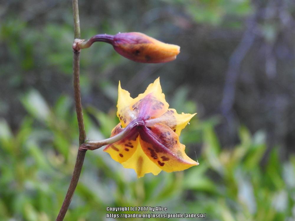 Photo of the closeup of buds, sepals and receptacles of Orchid ...