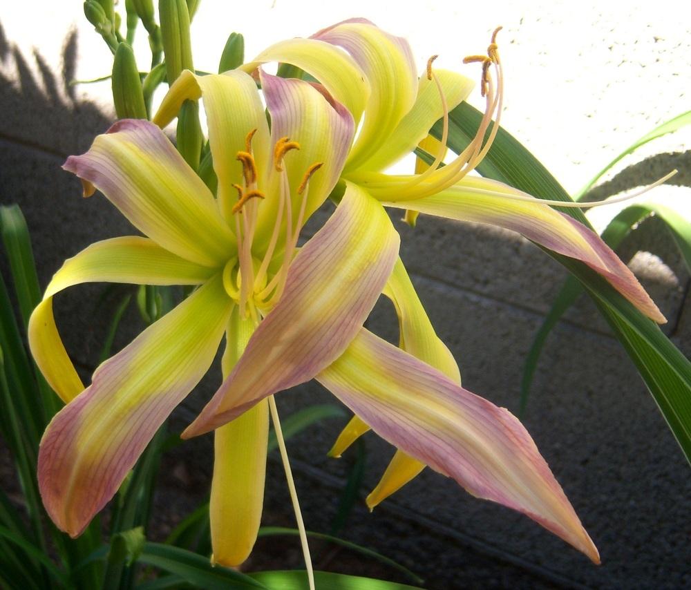 Daylily (Hemerocallis 'String Bikini') in the Daylilies Database - Garden.org