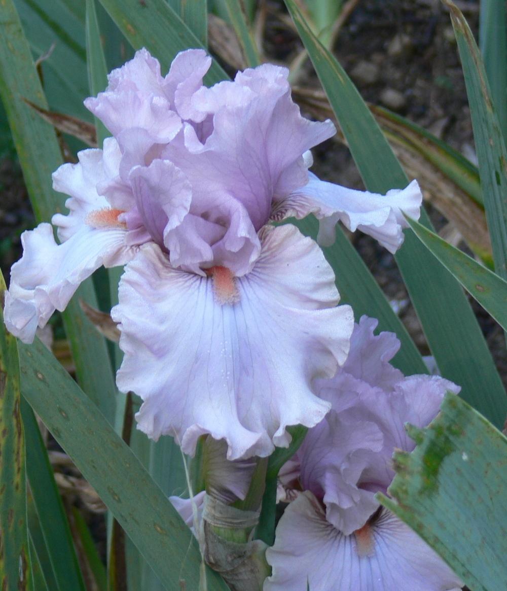 Photo of the bloom of Tall Bearded Iris (Iris 'Project Runway') posted ...