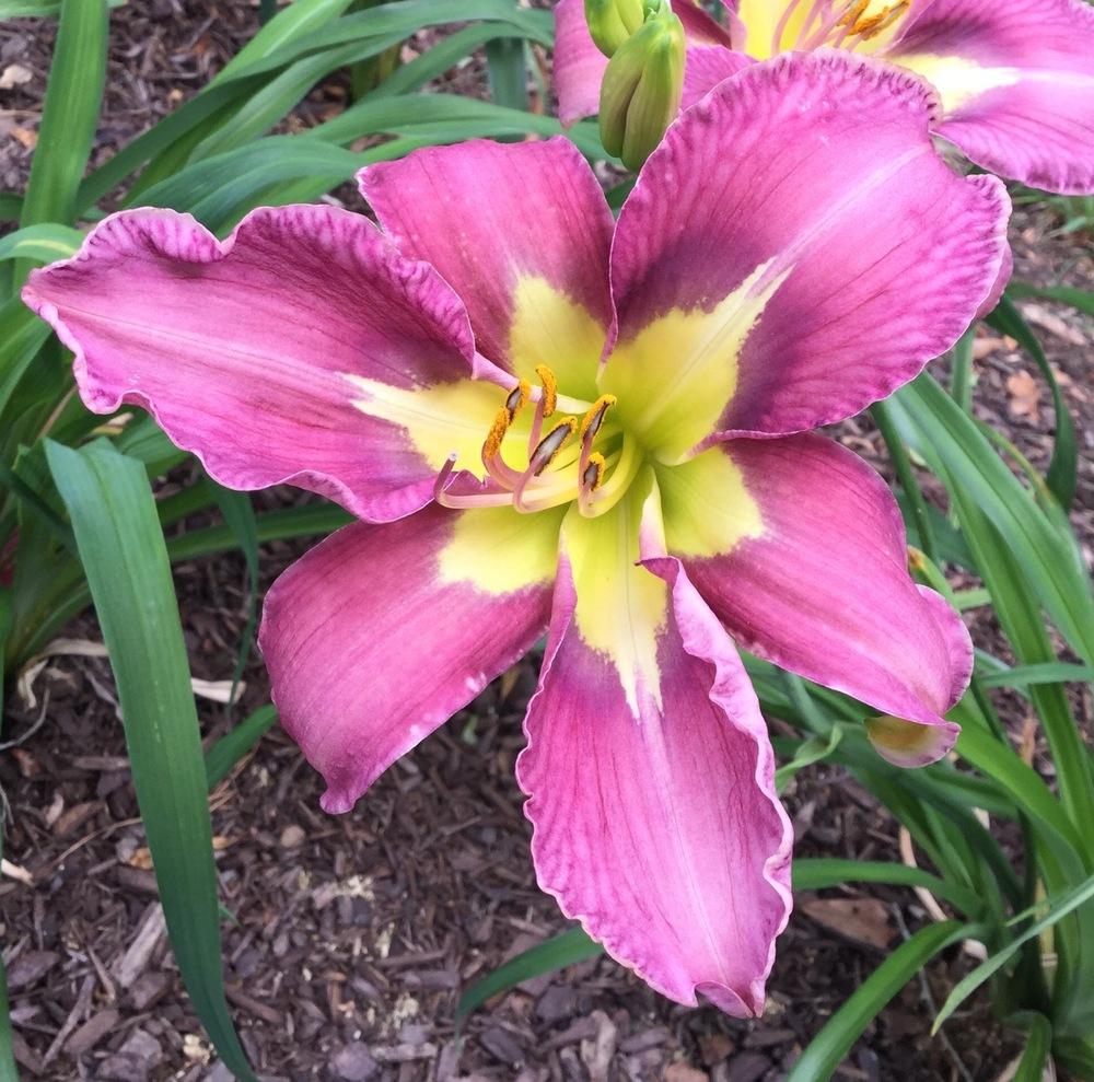 Photo of the bloom of Daylily (Hemerocallis 'Aerial Applique') posted ...