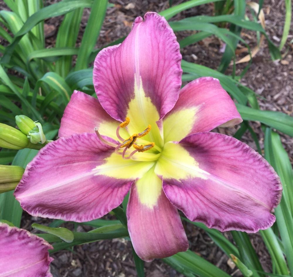 Photo of the bloom of Daylily (Hemerocallis 'Aerial Applique') posted ...