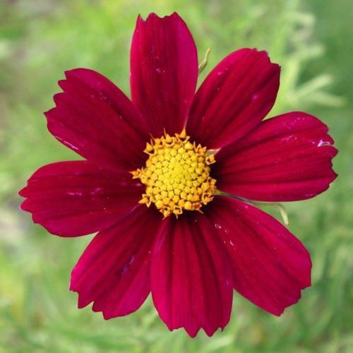 Cosmos (Cosmos bipinnatus 'Versailles Tetra') in the Cosmos Database ...