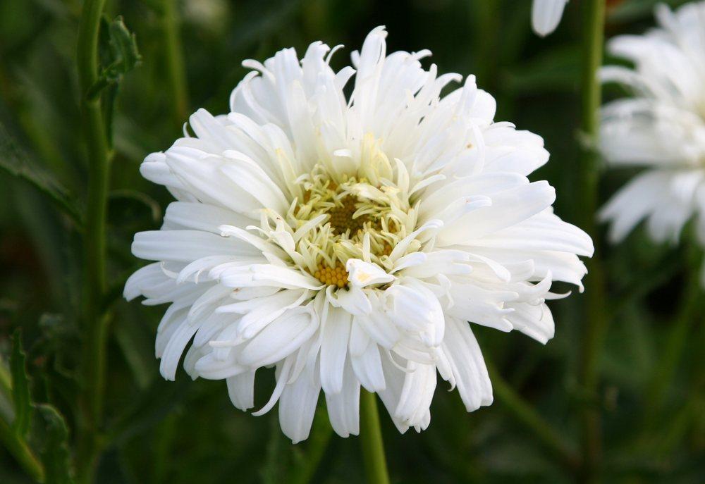 Shasta Daisies: Plant Care and Collection of Varieties - Garden.org