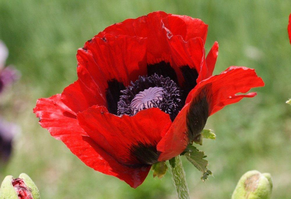 Great Scarlet Poppy (Papaver bracteatum) in the Poppies Database ...