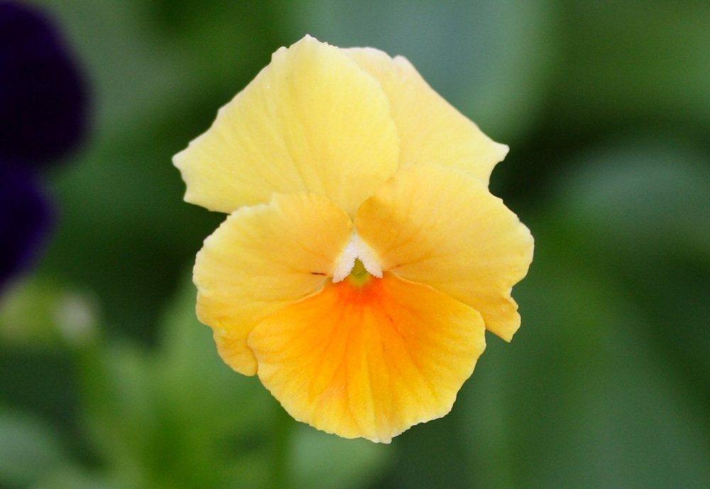 Horned Violet (Viola cornuta 'Chantreyland') in the Violas Database ...