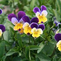 Photo of the entire plant of Viola 'Helen Mount' posted by DianeSeeds ...