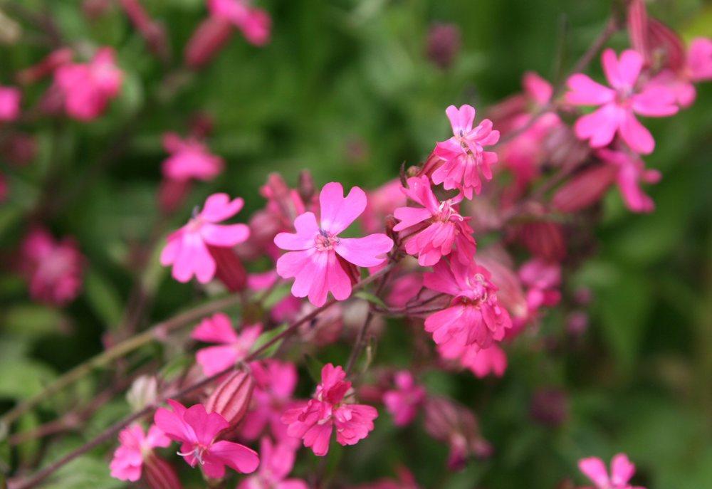 Photo of the bloom of Nodding Catchfly (Silene pendula 'Triumph') posted by DianeSeeds - Garden.org