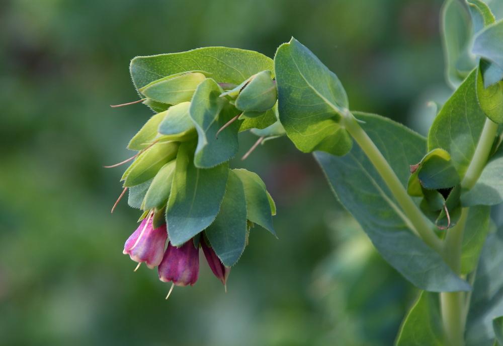 Honeywort (Cerinthe major subsp. purpurascens 'Purple Belle') - Garden.org