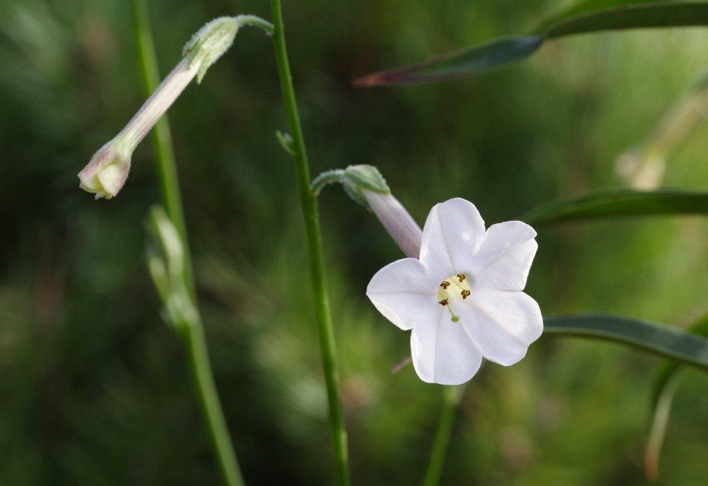 Photo of the bloom of Austral Tobacco (Nicotiana suaveolens) posted by DianeSeeds - Garden.org