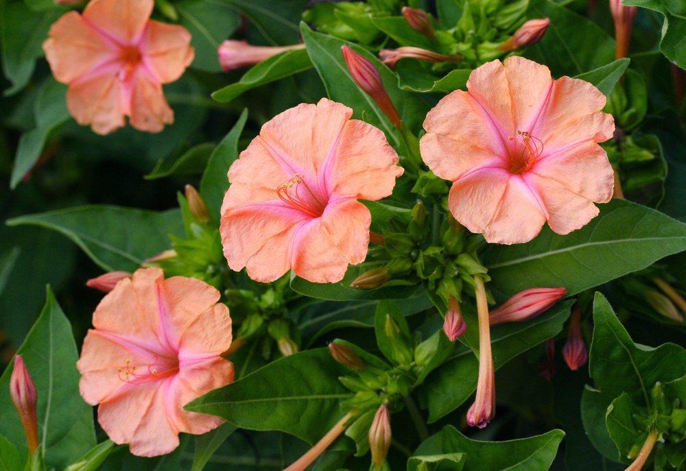 Photo of the bloom of Four o'Clocks (Mirabilis jalapa 'Salmon Sunset ...