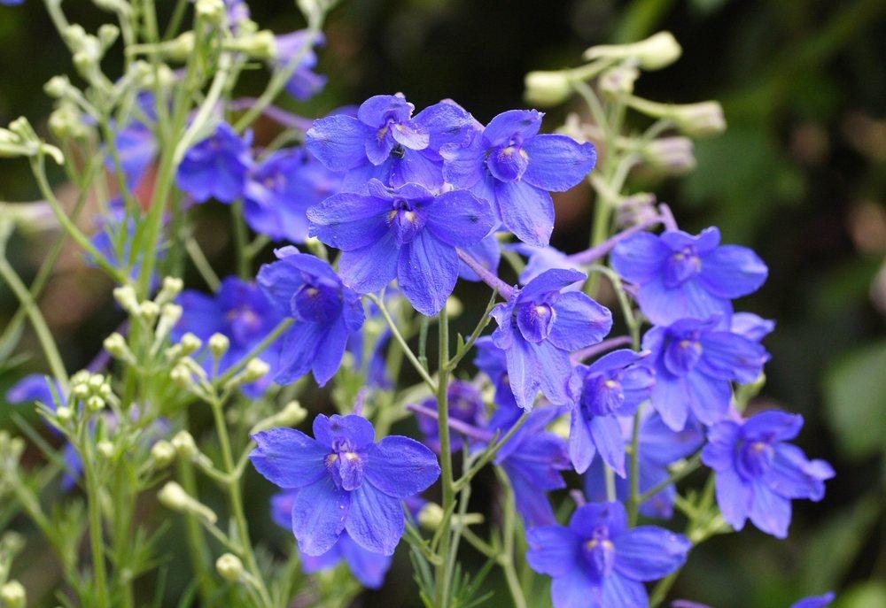 Photo of the bloom of Dwarf Chinese Delphinium (Delphinium grandiflorum 'Blue Butterfly') posted ...
